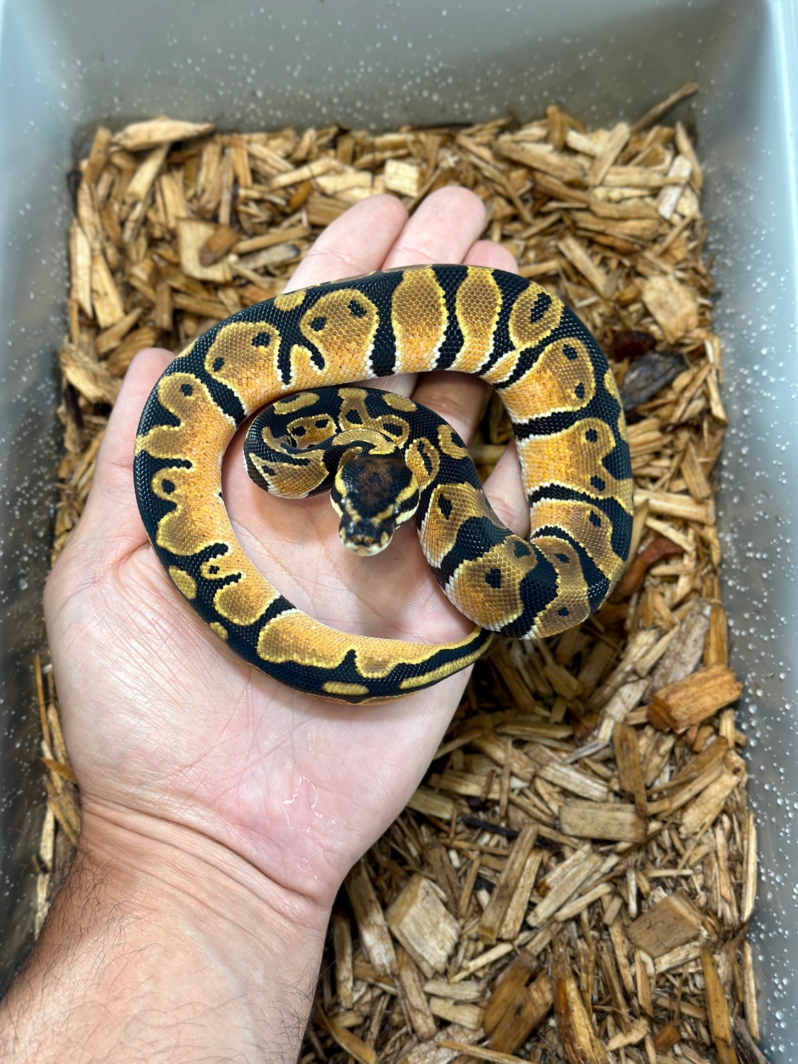OD Het Ultramel Ball Python by Bane of my Exotics - MorphMarket