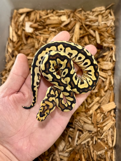 Lace Spotnose Clown Ball Python by Bane of my Exotics