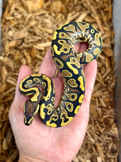 Lace YB Het Clown Ball Python by Bane of my Exotics