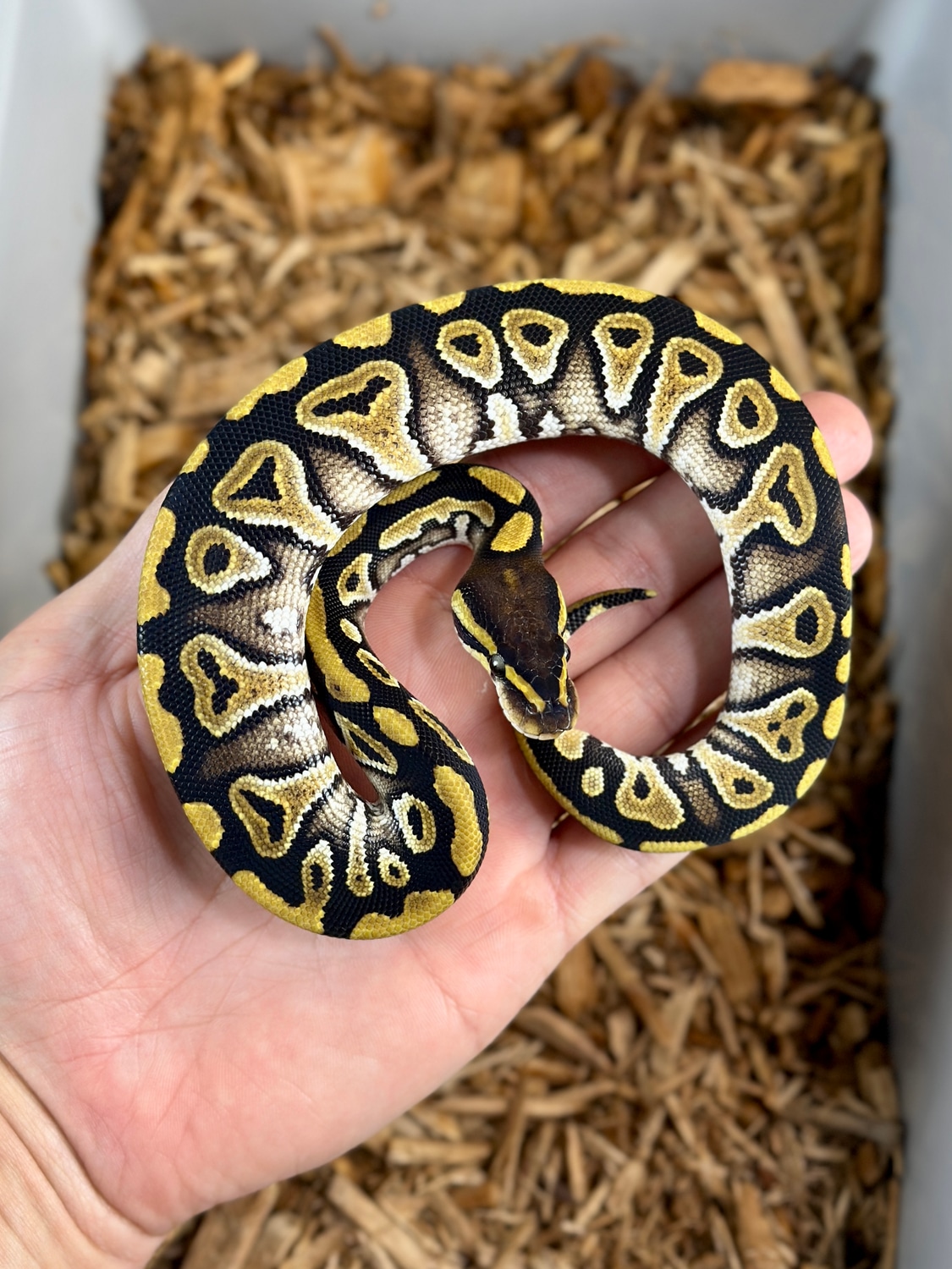 Mystic Het Clown Ball Python by Bane of my Exotics - MorphMarket