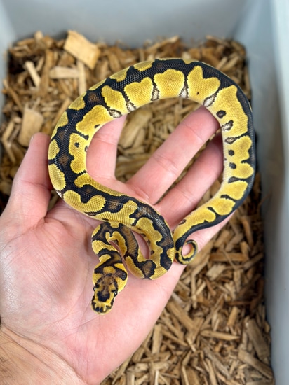 Lace Clown Ball Python by Bane of my Exotics