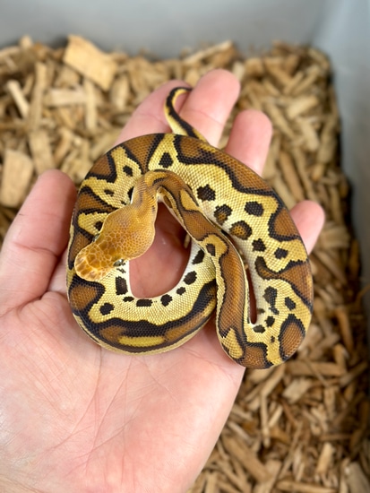Cypress Leopard Pos Fire Clown Ball Python by Bane of my Exotics