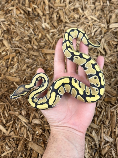 Desert Ghost Het Clown Ball Python by Bane of my Exotics