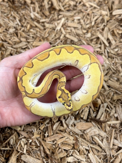 Mojave Enchi Lace Clown Ball Python by Bane of my Exotics