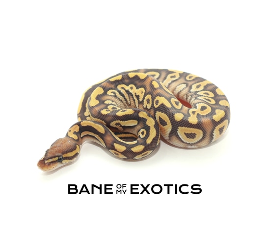 Orange Dream Mystic Hypo Het Puzzle Ball Python by Bane of my Exotics