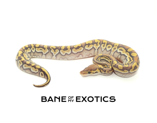Mystic Hypo Puzzle Ball Python by Bane of my Exotics