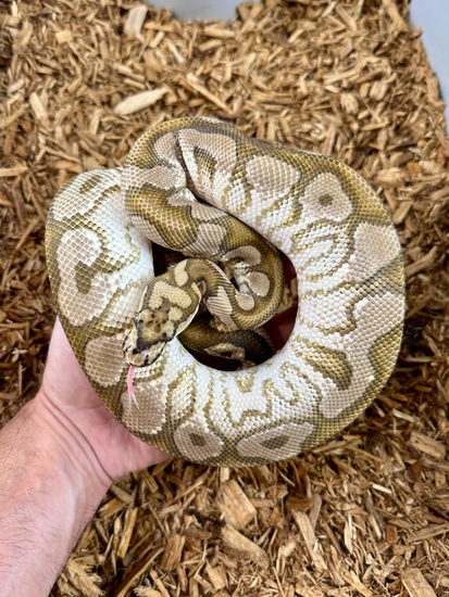 Mystic Spotnose Clown Ball Python by Bane of my Exotics