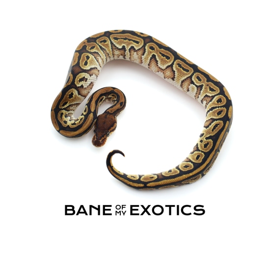 Bongo Het Clown Pos Fire Redstripe Ball Python by Bane of my Exotics