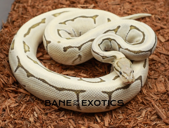 OD Pinstripe Desert Ghost Ball Python by Bane of my Exotics