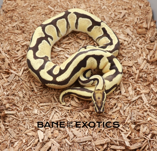 Super OD Fire TH DG Clown Pied Ball Python by Bane of my Exotics