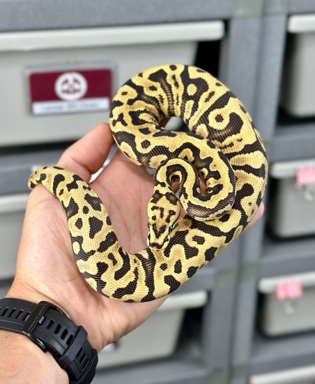 Fire YB Spotnose Confusion Het Clown Ball Python by Bane of my Exotics
