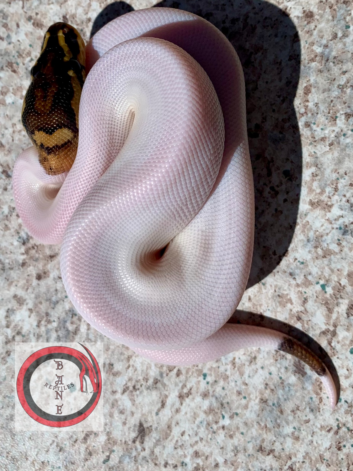 Pied, Het. Red Axanthic (Pos. Granite) Ball Python by Bane Reptiles ...