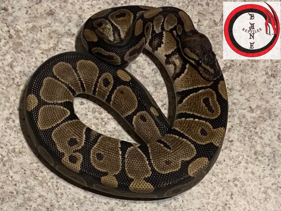 Het. Enhancer, Het. Genetic Stripe Ball Python by Bane Reptiles
