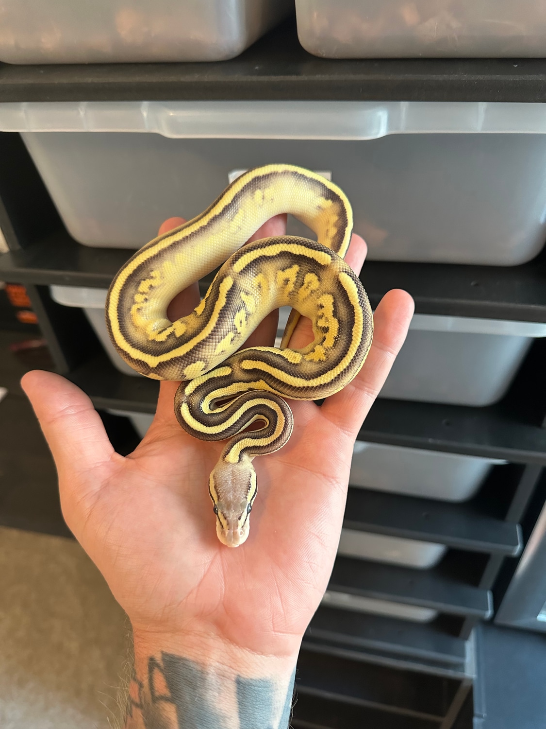 Pastave Enchi Fire Het Hypo Het Pied Ball Python by Savage Morphs ...
