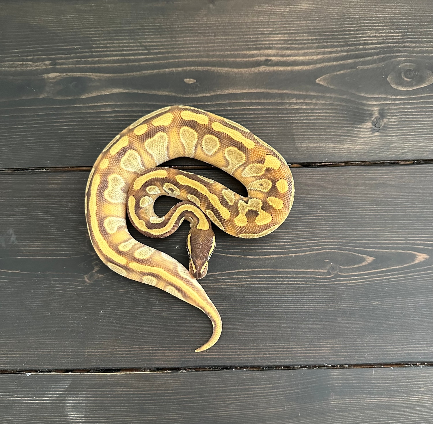 Mojave Enchi Fire Het Hypo Het Pied Ball Python by Savage Morphs ...