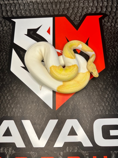 YB Dreamsicle Ball Python by Savage Morphs