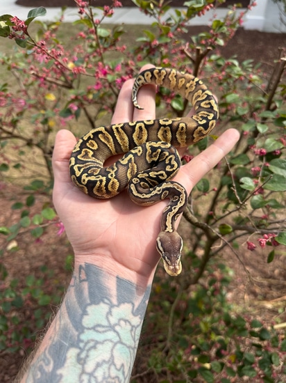 Pastel Ghi Chocolate Het Paint 50 Het Hypo Ball Python by Savage Morphs