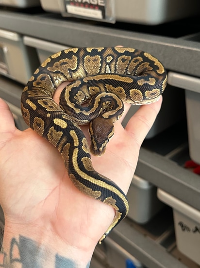 Paint Ball Python by Savage Morphs