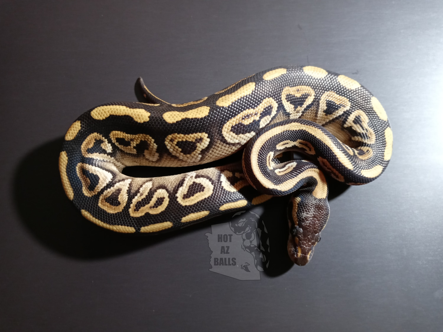 Male Black Magic Ball Python by Hot-AZ- Balls - MorphMarket