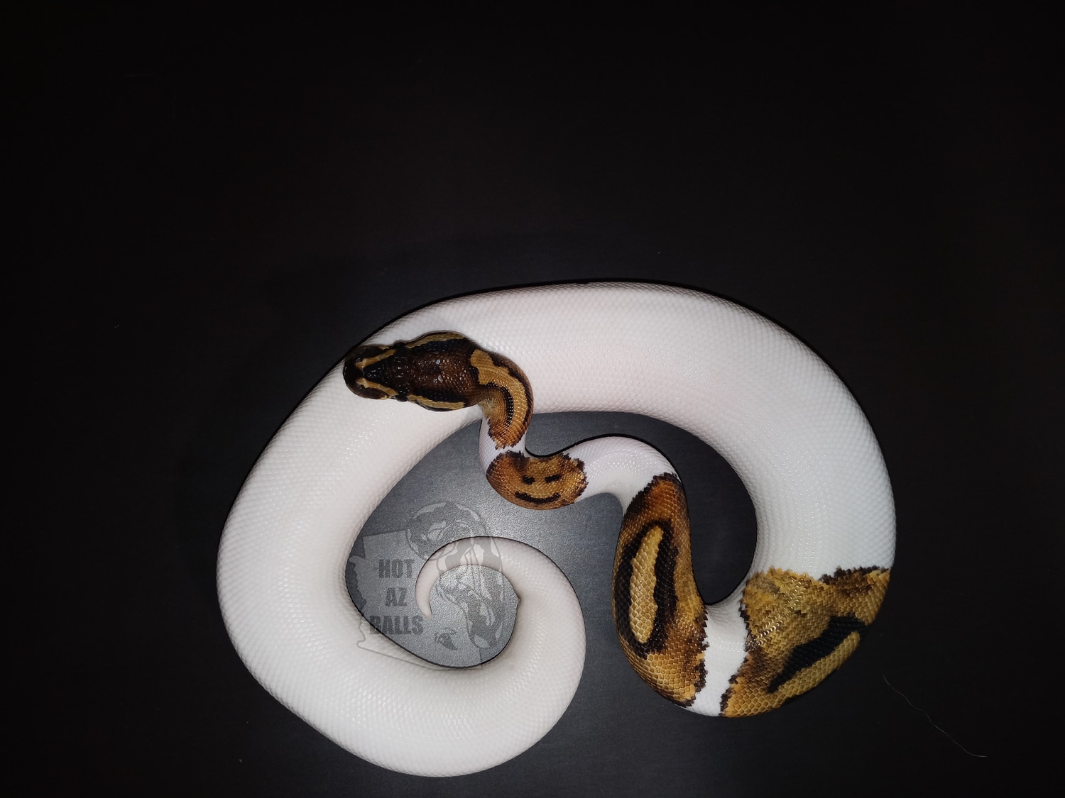 Female Pied "emoji" Ball Python by Hot-AZ- Balls - MorphMarket