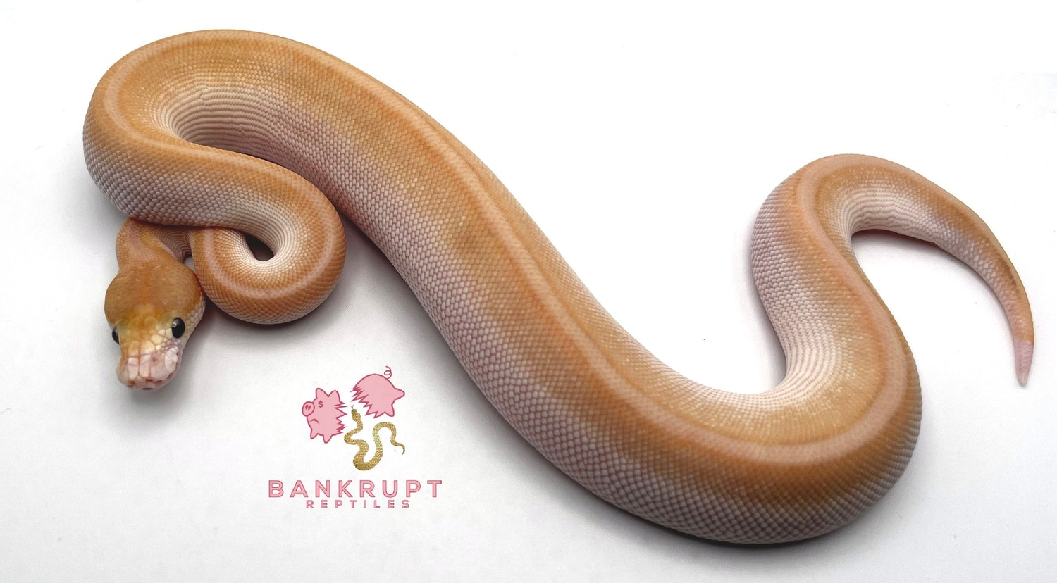 Banana Champagne Lesser Ball Python by Bankrupt Reptiles - MorphMarket