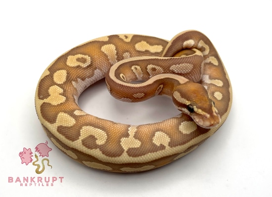 Banana Leopard Lesser Ball Python by Bankrupt Reptiles