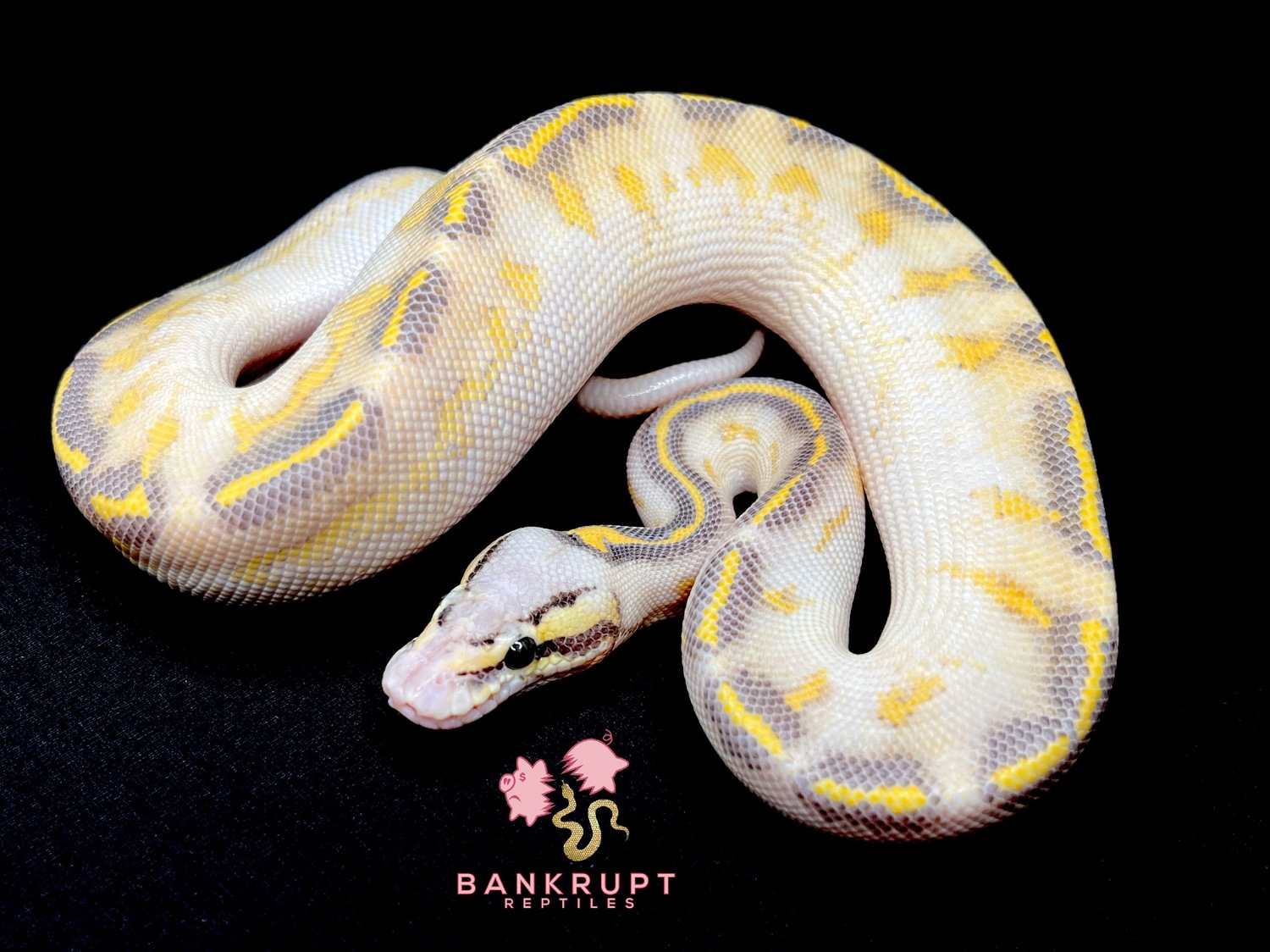 Pastel Orange Dream Highway Ball Python by Bankrupt Reptiles - MorphMarket
