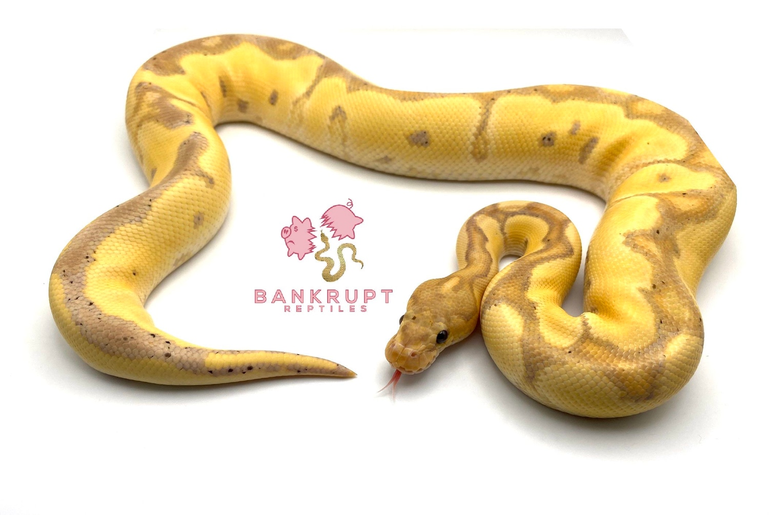 Proven Banana Enchi Clown Ball Python by Bankrupt Reptiles - MorphMarket