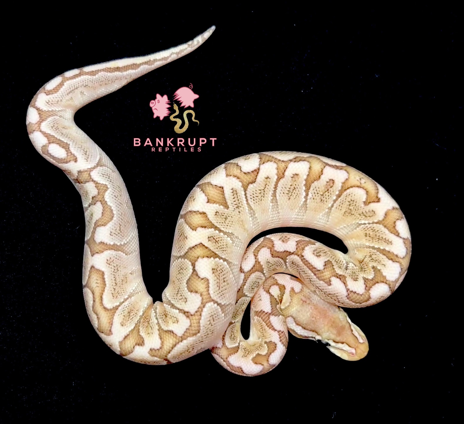 Bamboo Pos. Yellow Belly/Gravel Ball Python by Bankrupt Reptiles ...