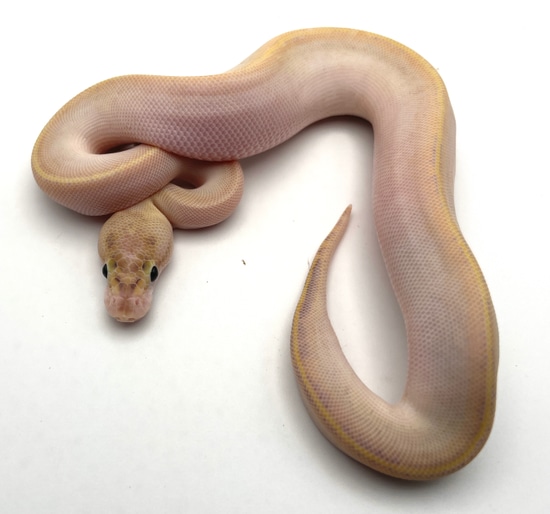 Ivory Het Pied Pos. Fire/Super Fire, Gene-X Ball Python by Bankrupt ...