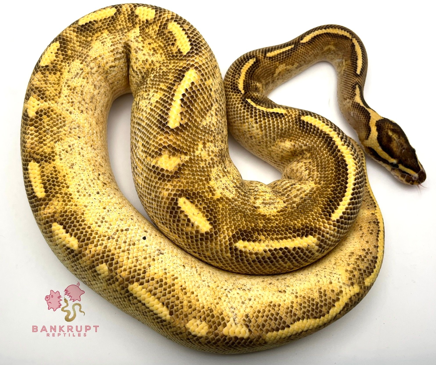 Proven Enchi Freeway Ball Python by Bankrupt Reptiles - MorphMarket