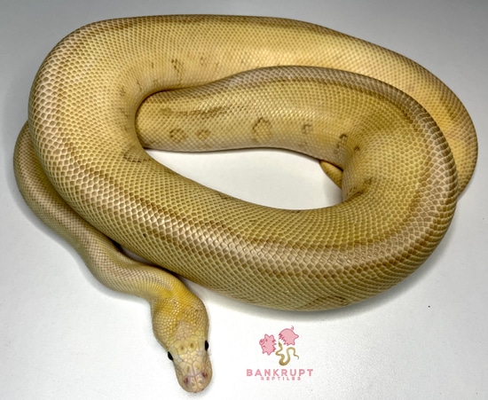 Breeder Killer Lesser Leopard Clown Ball Python by Bankrupt Reptiles
