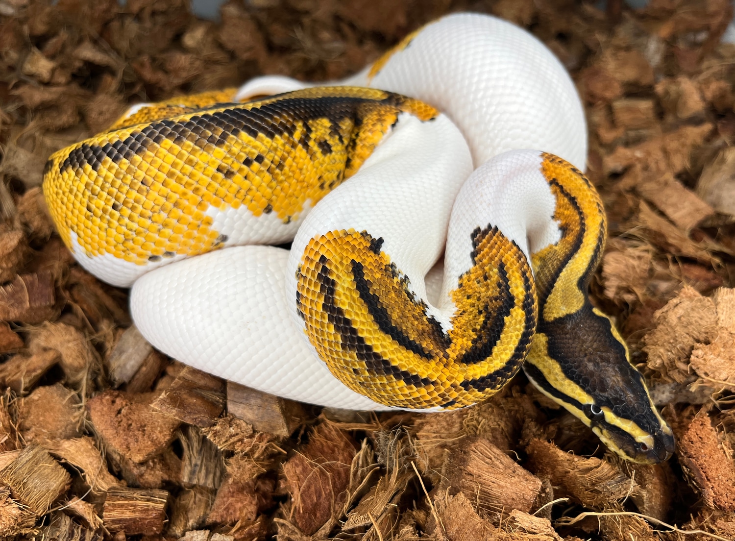 Yellow Belly Pied Ball Python by Bankrupt Reptiles - MorphMarket