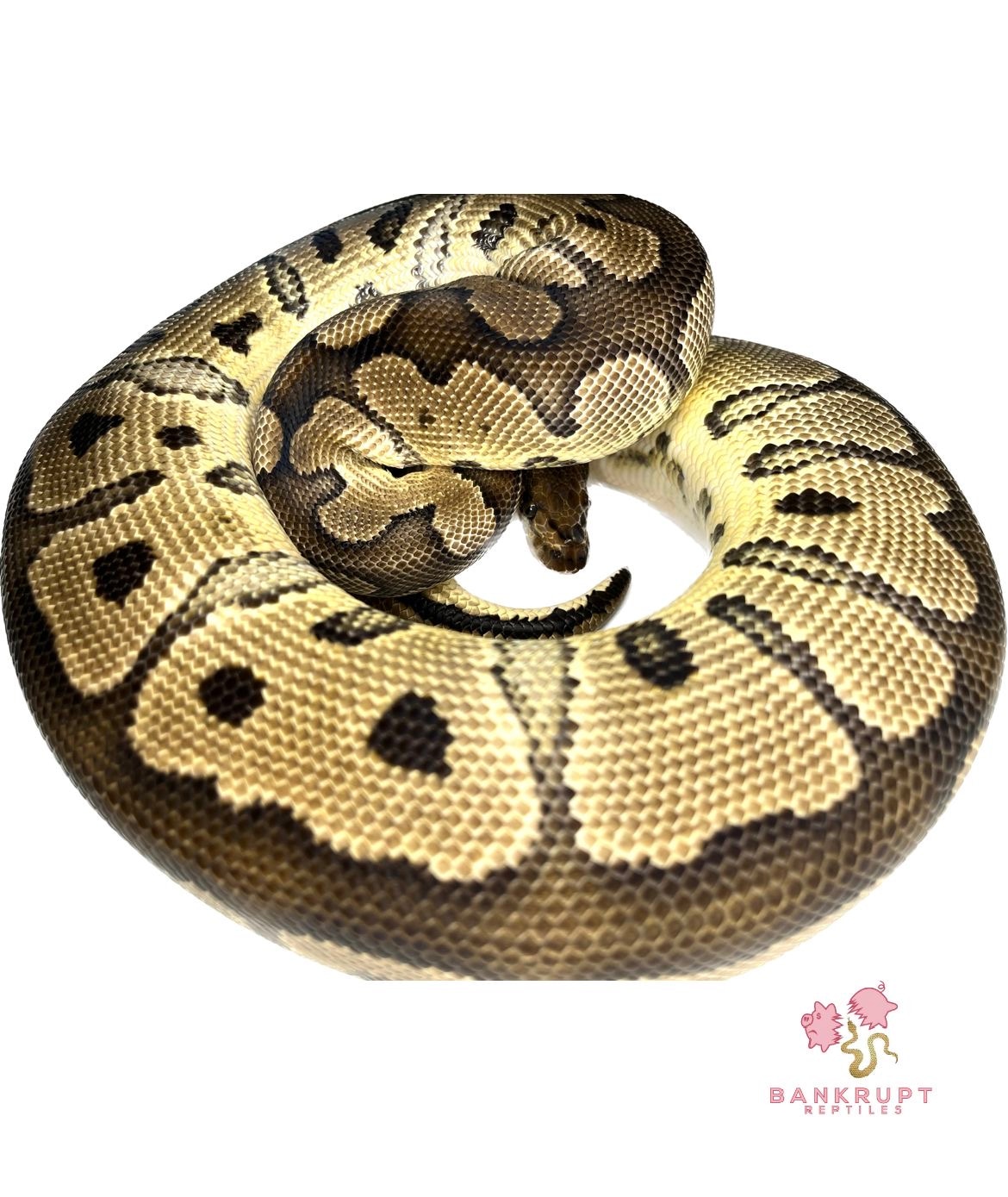 RTB Clown Ball Python by Bankrupt Reptiles - MorphMarket