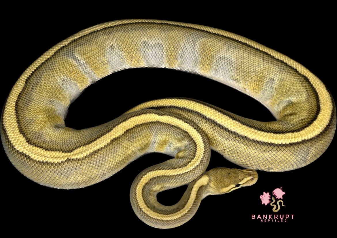 RTB Hypo G-Stripe Ball Python by Bankrupt Reptiles - MorphMarket