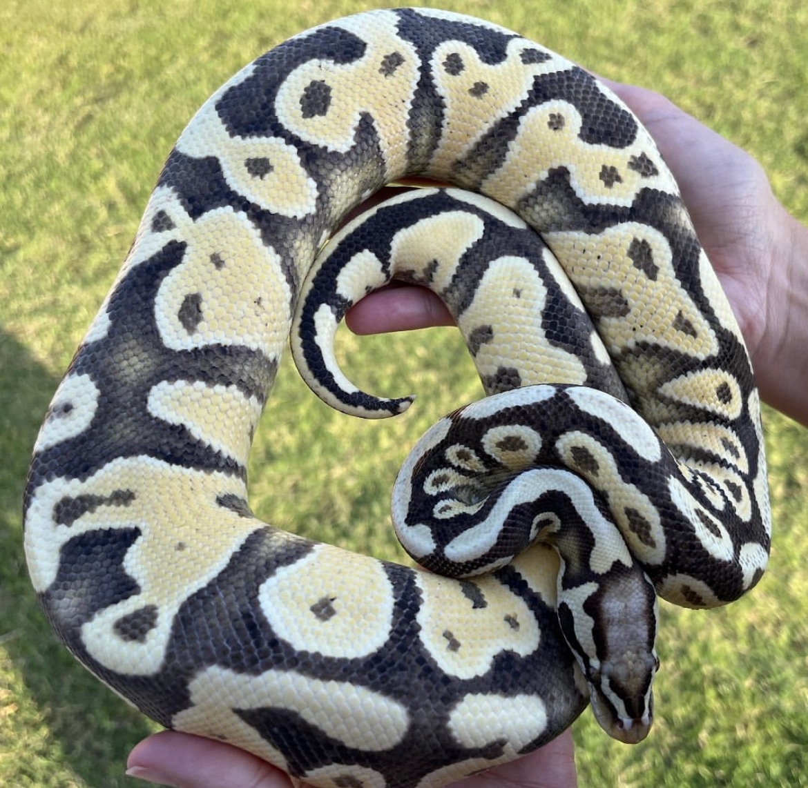 RTB Desert Ghost Pastel Yellow Belly Ball Python by Bankrupt Reptiles ...