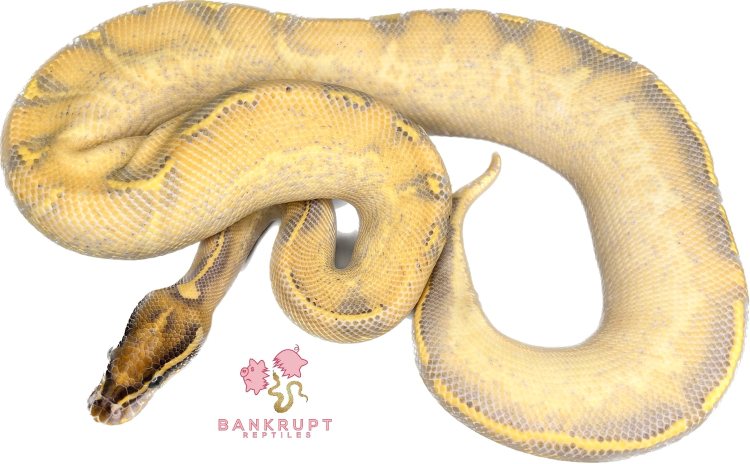 Orange Dream Highway Ball Python by Bankrupt Reptiles - MorphMarket