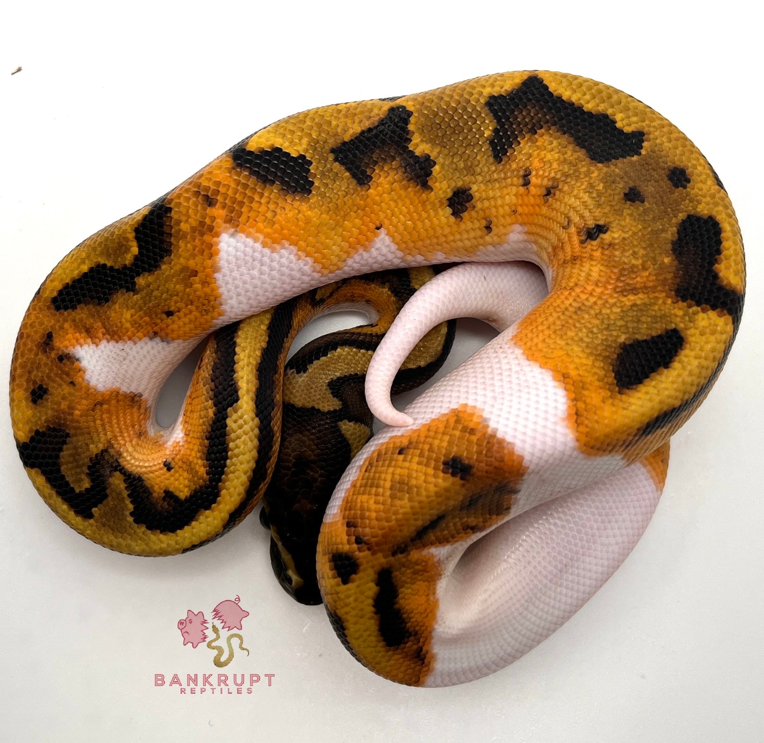Blade Pied 100% Het Lavender 50% Clown Ball Python by Bankrupt Reptiles ...