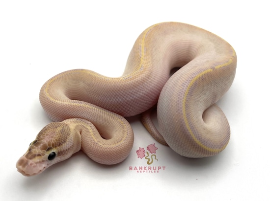 Ivory 100% Het Pied Ball Python by Bankrupt Reptiles