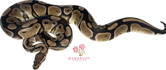 Proven Breeder African Import Ball Python by Bankrupt Reptiles