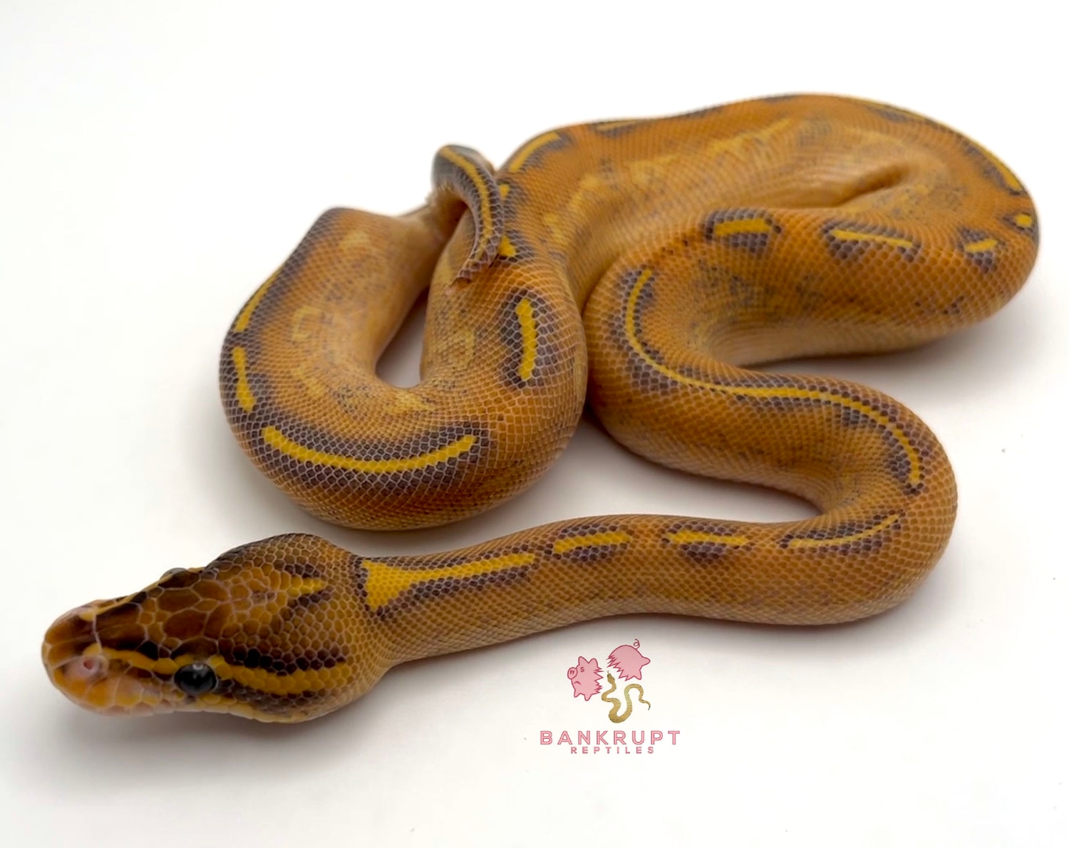 Orange Dream Highway Ball Python by Bankrupt Reptiles - MorphMarket