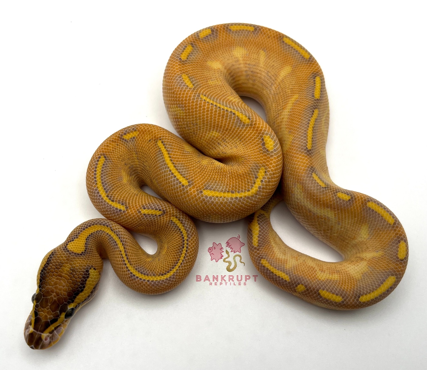 Orange Dream Enchi Highway Ball Python by Bankrupt Reptiles - MorphMarket