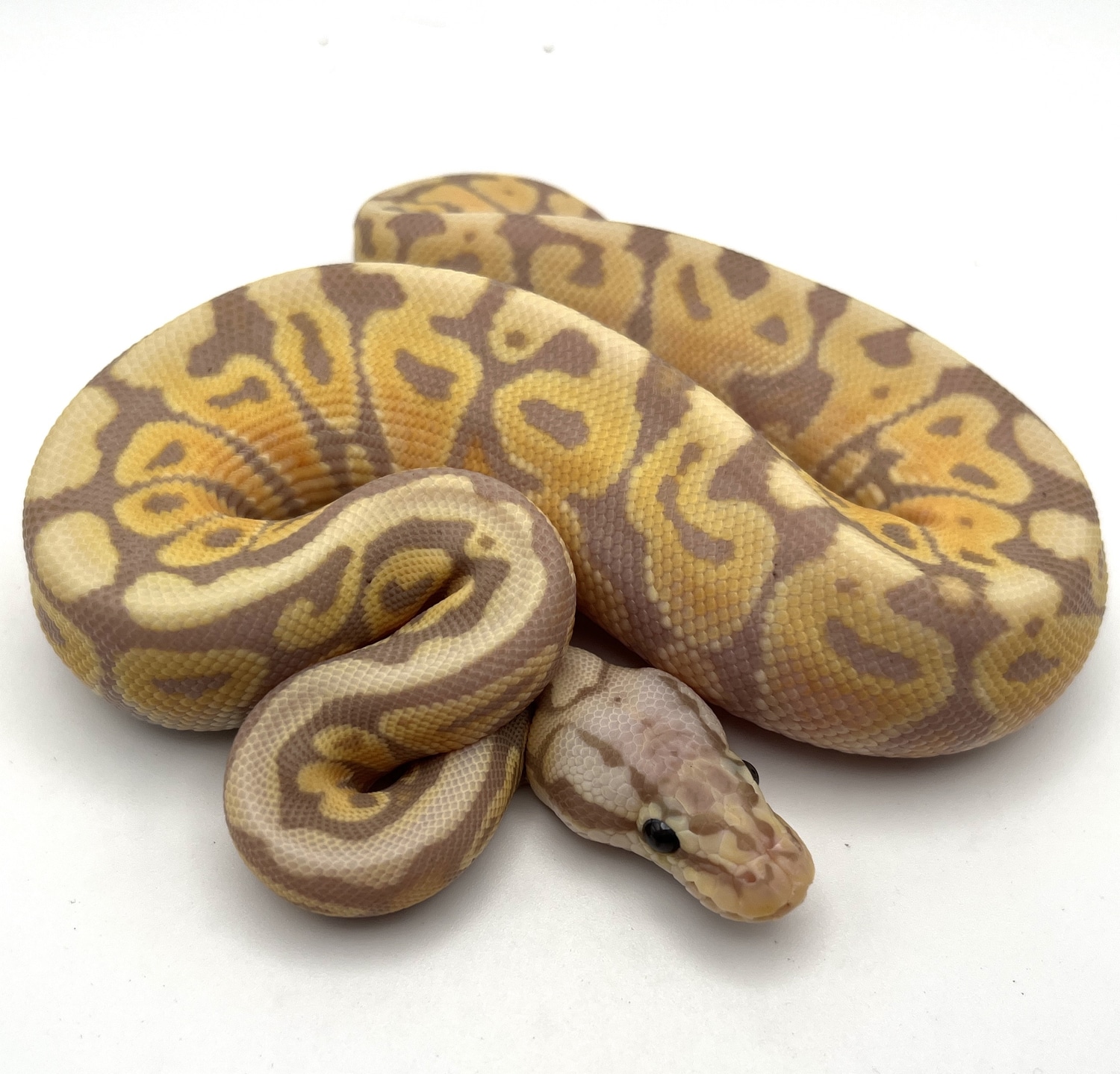 Pastel Spotnose Banana Het Clown Ball Python by Bankrupt Reptiles ...