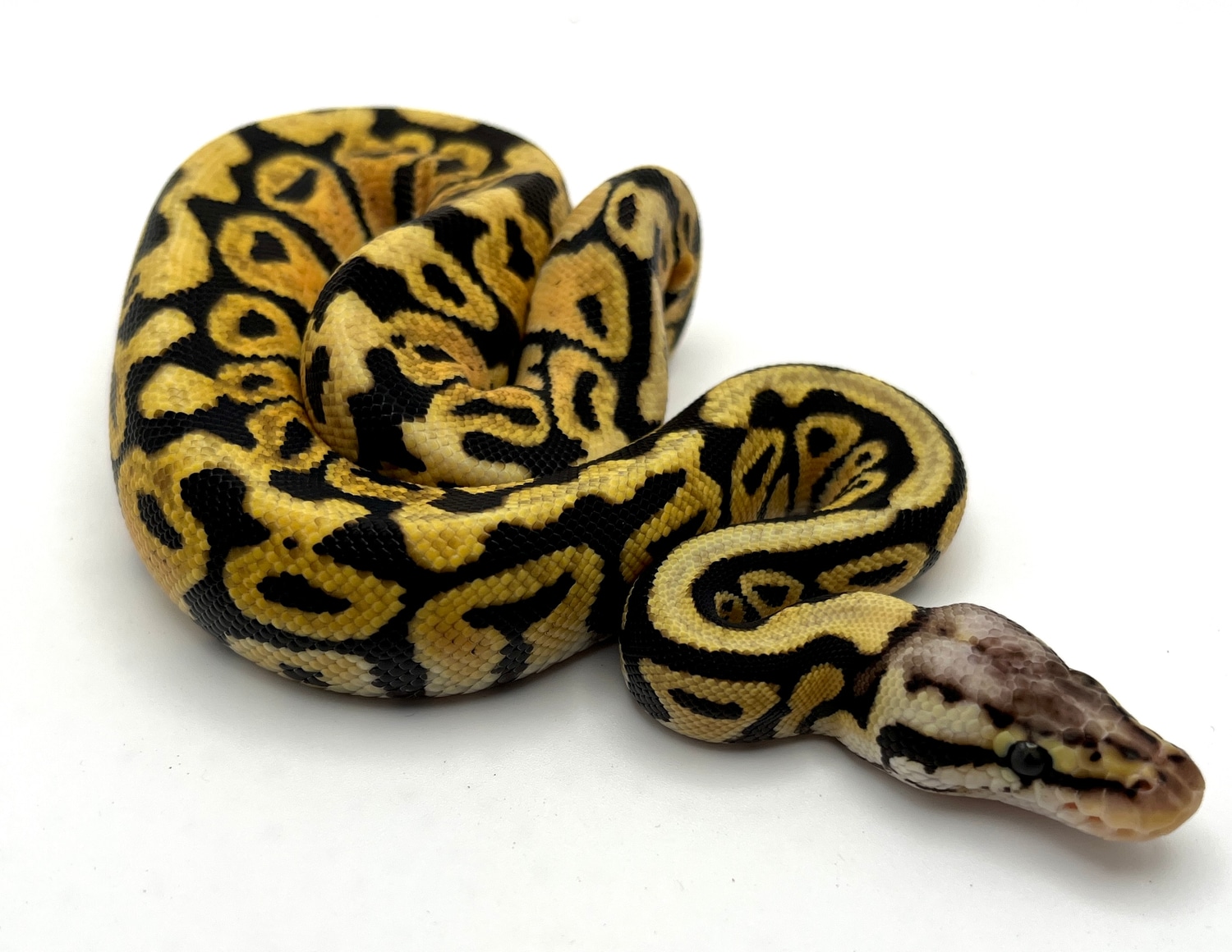 Pastel Spotnose Het Clown Ball Python by Bankrupt Reptiles - MorphMarket