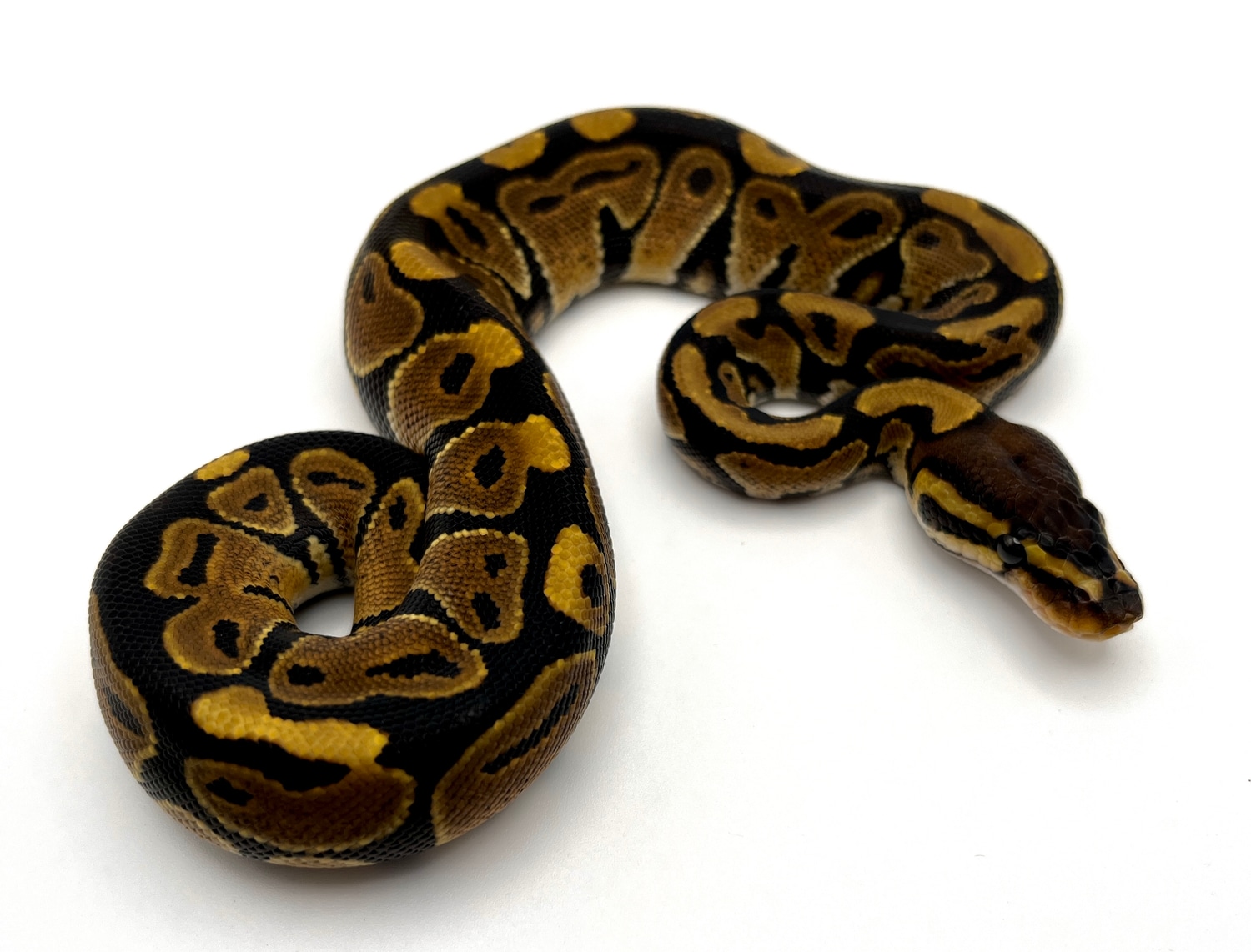 Normal/Dinker Ball Python by Bankrupt Reptiles - MorphMarket