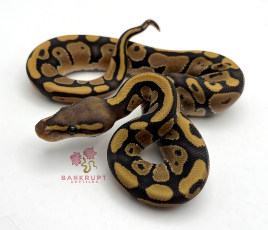 Hypo Het G-Stripe Ball Python by Bankrupt Reptiles