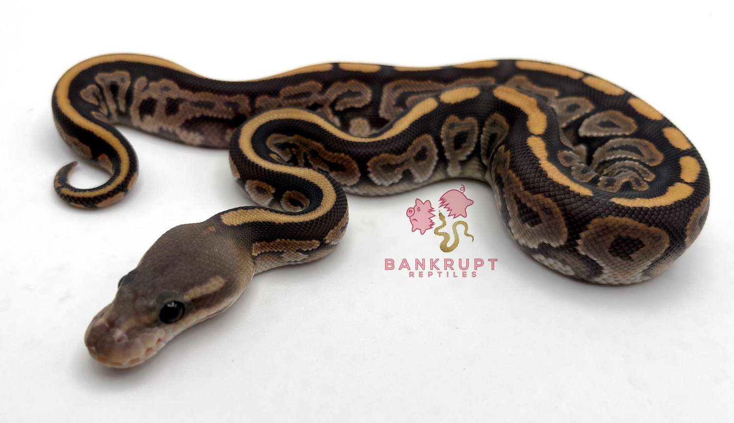 Black Pastel Hypo Het G-Stripe Ball Python by Bankrupt Reptiles ...