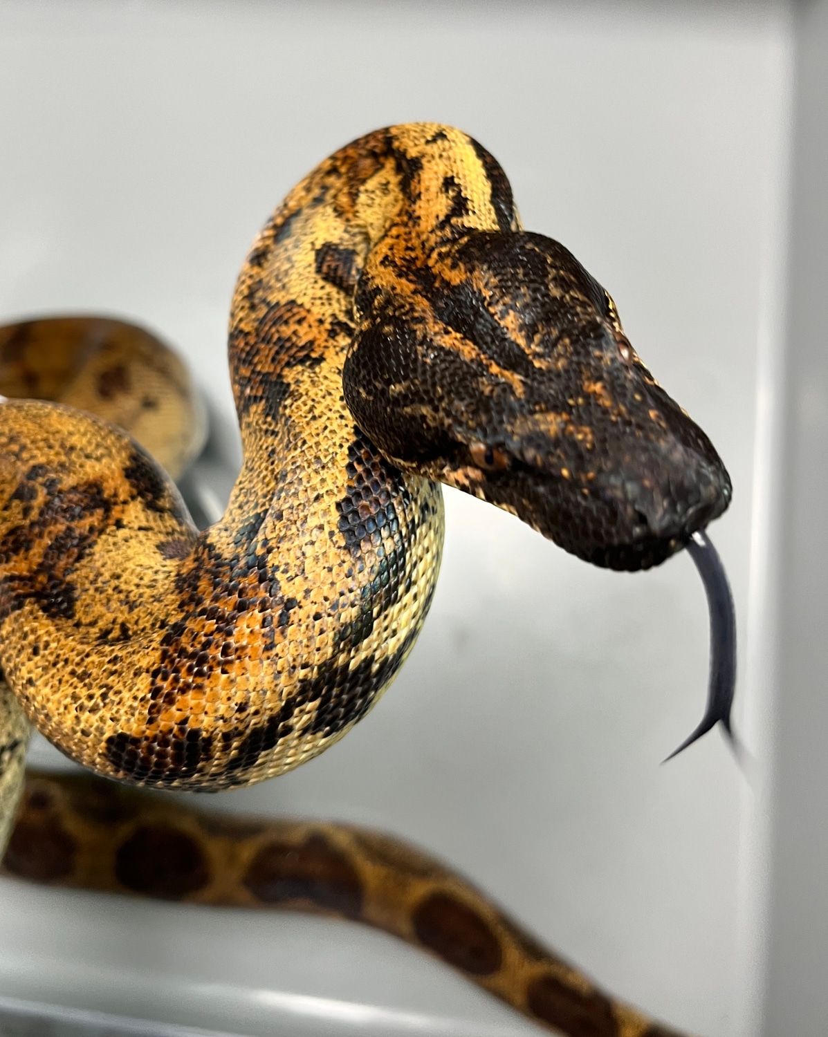 RTB IMG Super Hypo Jungle Boa Constrictor by Bankrupt Reptiles - MorphMarket