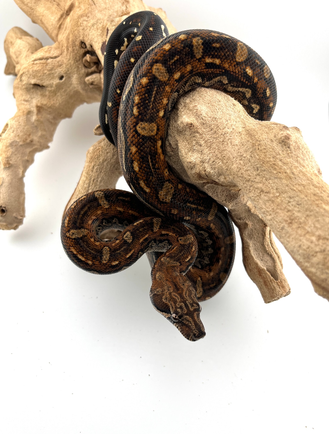 Redline Aztec Inca Het Platinum Boa Constrictor by Bankrupt Reptiles ...
