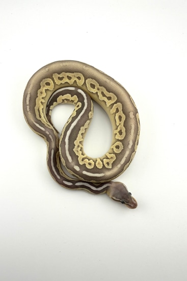 Black Pewter Butter Hypo Het G-Stripe Ball Python by Bankrupt Reptiles